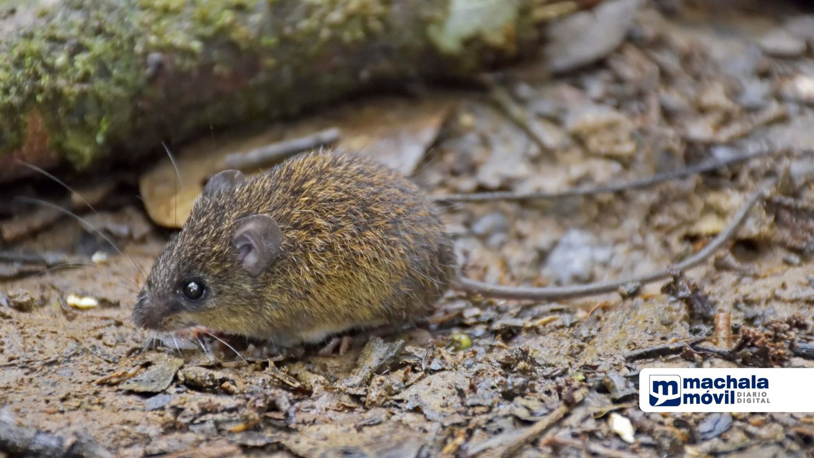 Descubren nueva especie de ratón en el noroeste del Ecuador – Machala Móvil