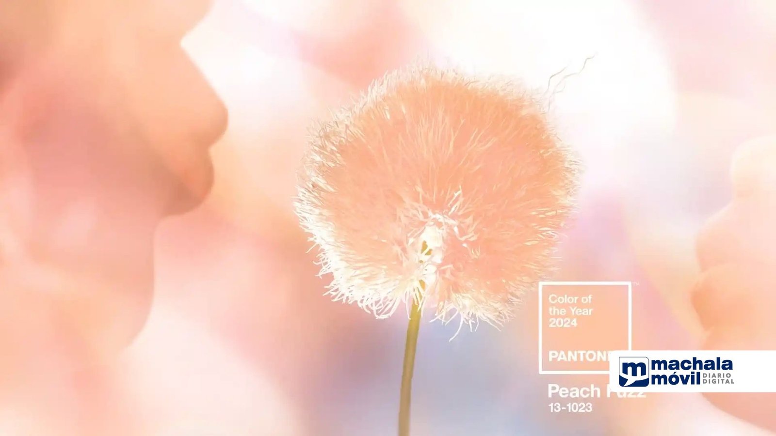 ‘Pelusa de durazno’ será el color del 2024, según el Pantone Color ...