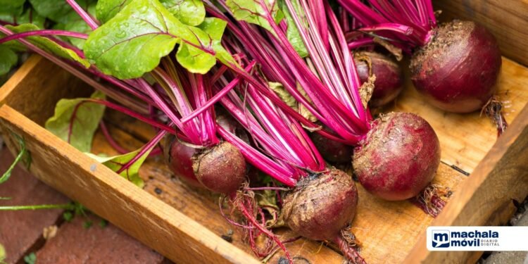 Cómo incorporar el betabel en tu dieta, estos son algunos beneficios de ...