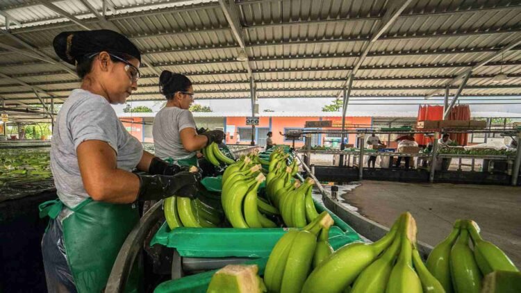 Ministerio de Agricultura implementa Código Único Bananero para ...